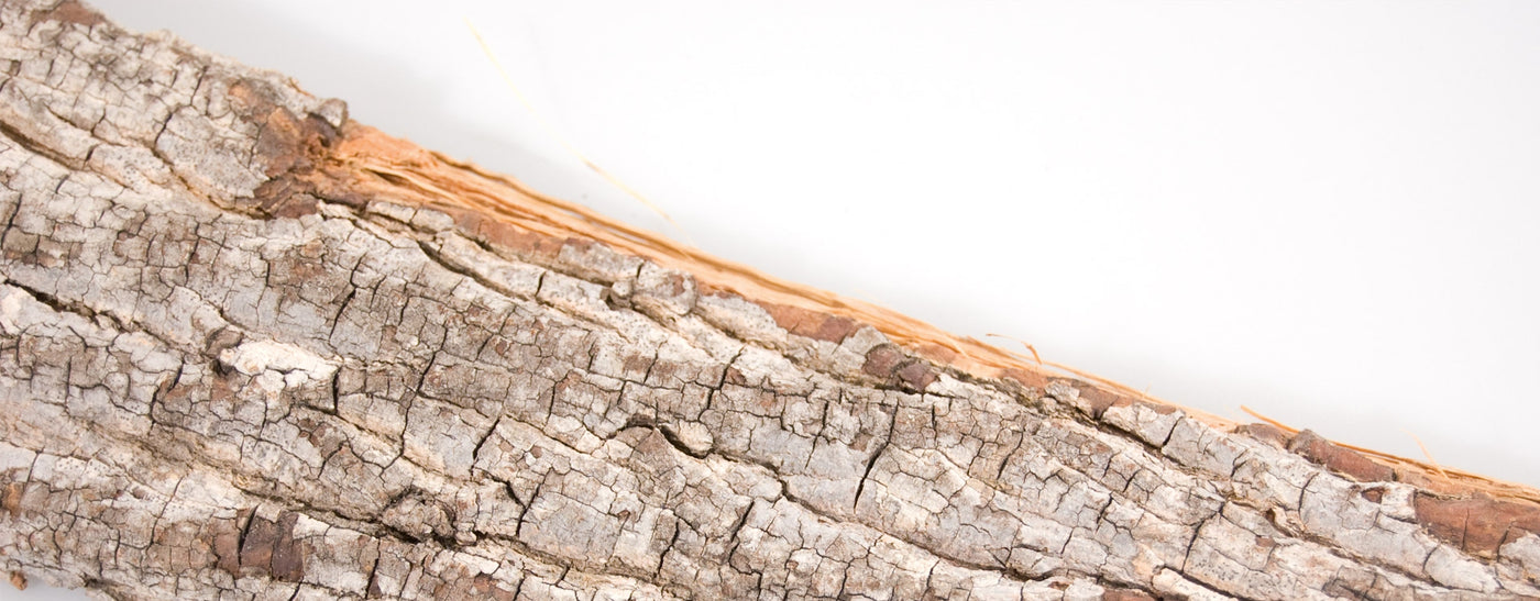 An essential oil that is attracting interest: Katrafay (cedrelopsis ...